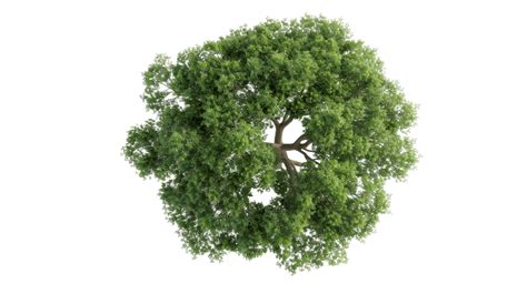 Tree Plan View Pngs For Free Download