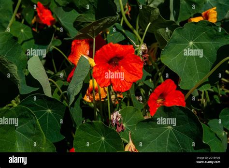Famiglia Tropaeolaceae Immagini E Fotografie Stock Ad Alta Risoluzione