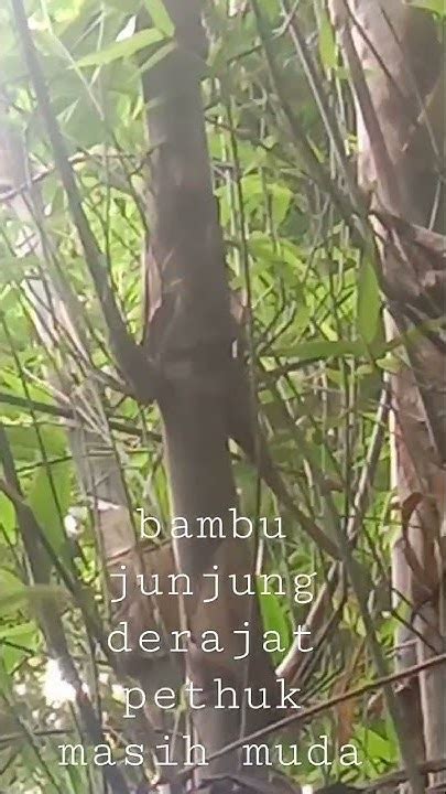 BAMBU PETHUK JUNJUNG DERAJAT MASIH MUDA - YouTube