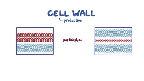 Bactera Structure نماشا
