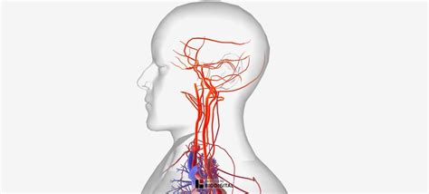 Arteries And Veins Of The Body