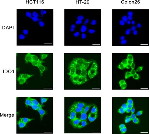 Ido1 Expression In Colorectal Cancer Cell Lines Ido1 Was Stained By
