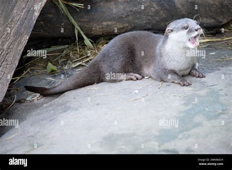 Asian Small Clawed Otters Are Small With Short Ears And Noses