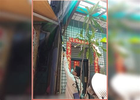 高雄登革熱群組擴大 再多3人中招