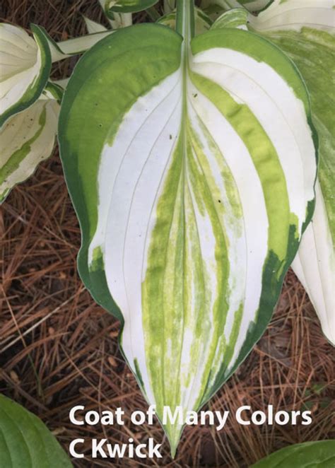 Coat Of Many Colors Hosta Hostas Store