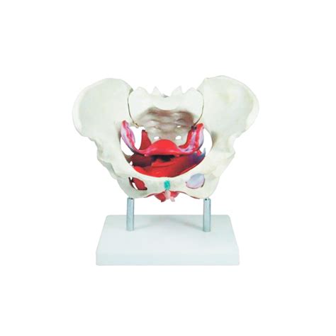 Maqueta Pelvis Femenina HM Medical