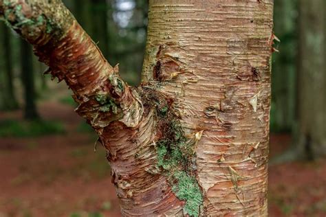 8 Common Types Of Birch Trees With Photos Plantglossary
