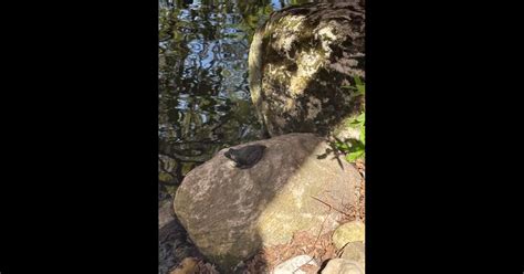 Pechakucha Presentation Assignment 2