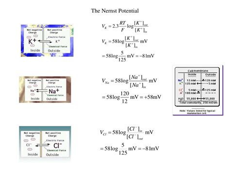 Ppt Membrane Potential Powerpoint Presentation Free Download Id