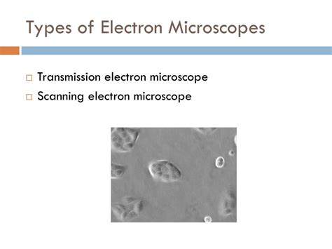 PPT Light Microscopy Electron Microscopy PowerPoint Presentation