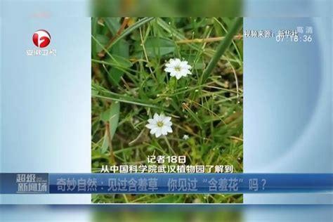奇妙自然见过含羞草 你见过含羞花吗 含羞草 自然