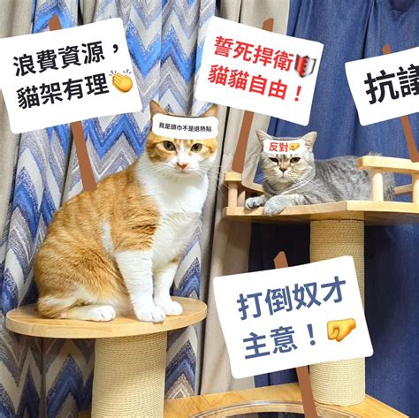 自從上次講笑話搬屋唔要個貓架， 貓架使用率激增，小b直情長佔個頂😑 佢地仲開始有各種各樣異樣添， 而家mob仲敢走落去透明位添， 誓要證明掉