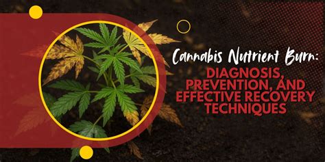 Cannabis Nutrient Burn Diagnosis Prevention And Effective Recovery