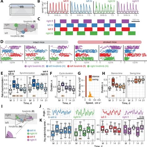 Deeplabcut Enables Markerless 3d Tracking Of Mouse Body Parts A Download Scientific Diagram