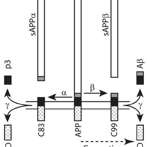 Proteolytic Processing Of The Amyloid Precursor Protein App
