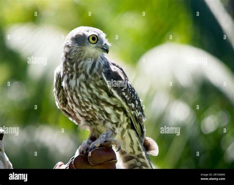 Barking Owls Have Dark Brown Feathers With White Spots On The Wings