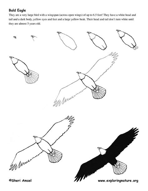 Eagle Bald Drawing Lesson