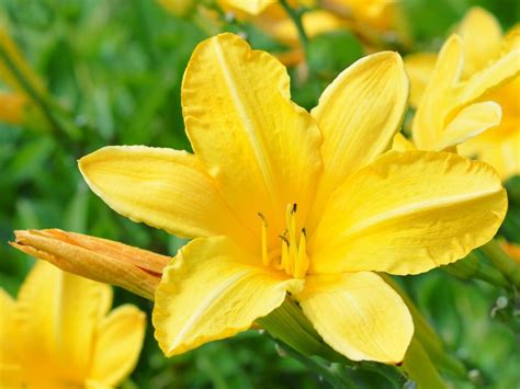 Common Yellow Flowers