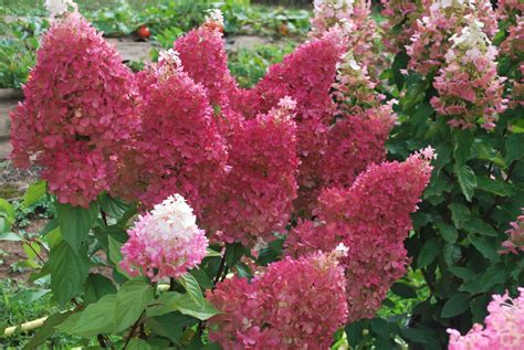 Метельчатые : Hydrangea paniculata Petite Flori-Гортензия метельчатая ...