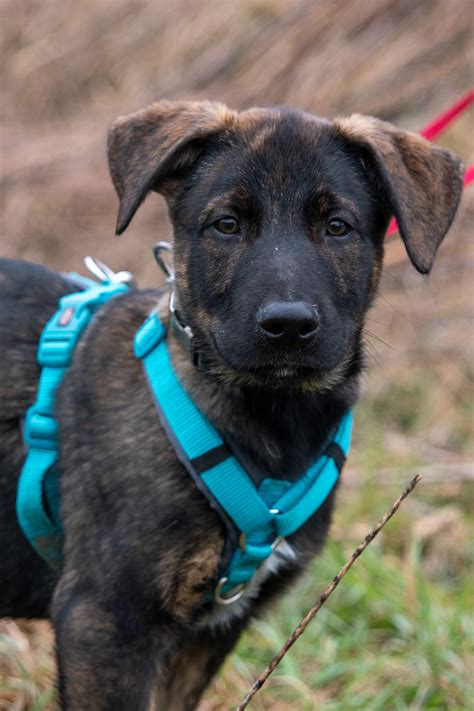 Hunde Vermittelt 2023 Tierheim Lübbecke