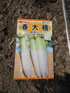 大根種蒔き chuchuのブログ