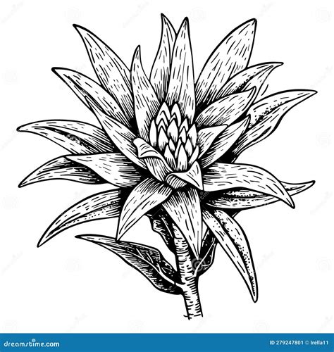 Bromeliad Plant Line Art Black Outline Vectorflower Botanical Art