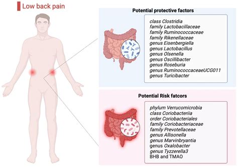 Genetically Supported Causality Between Gut Microbiota Gut Metabolites