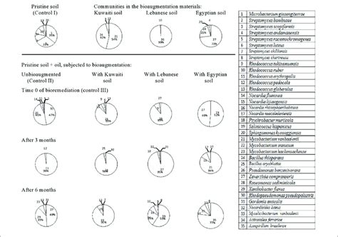 Dynamics Of Hydrocarbonoclastic Bacterial Communities In The Oil