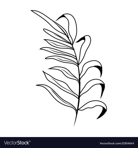Outline Tropical Plant Branch With Nature Leaves Vector Image