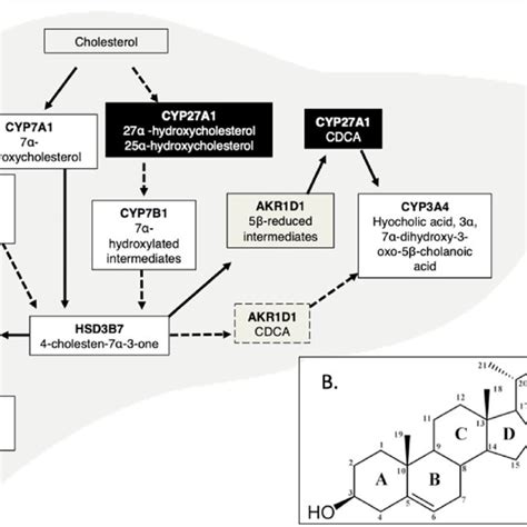 Schematic Overview Of Bile Acid Synthesis From Cholesterol In The