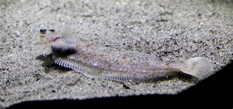 ヤナギムシガレイ生き物紹介アクアマリンふくしま