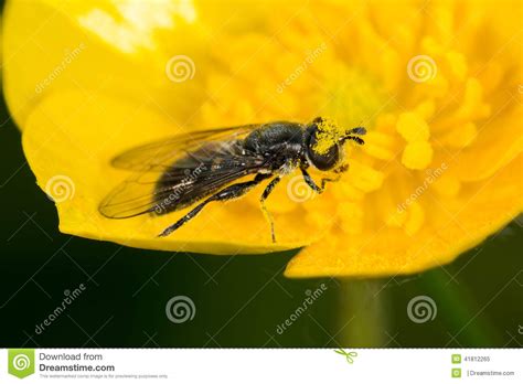 Hoverfly Pipiza Sp Stock Image Image Of Biesbosch 41812265