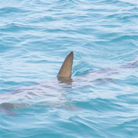 Feroz Ataque De Tiburón A Bañistas En La Isla Del Padre En Texas