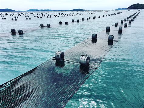 Australian Seaweed A 15 Billion Blue Economy Opportunity
