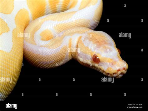 Albino Royal Python Close Up Of The Head Of An Albino Royal Python
