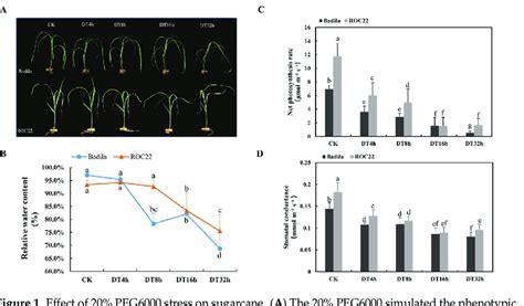 Effect Of 20 Peg6000 Stress On Sugarcane A The 20 Peg6000