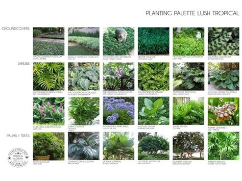 Low Maintenance Pool Landscaping Ideas Acquality Pool Service