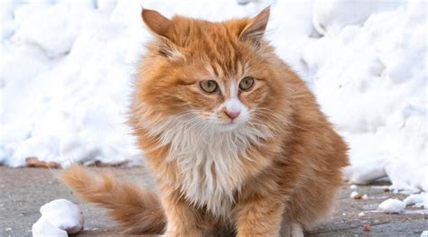 长毛橘猫是一种很少见的猫是比较稀少的长毛橘猫是什么品种 条纹 花猫 橘色