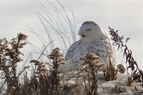 My First Snowy Owl Sighting Rlongisland