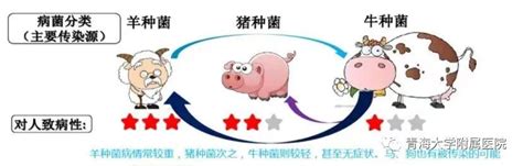 关于“布病”，你了解多少？ 青海大学附属医院