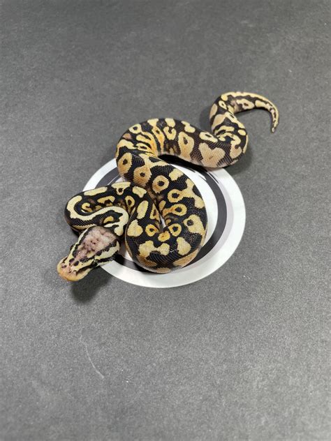 Spotnose Pastel Yb Ball Python By Trigg Reptiles Morphmarket