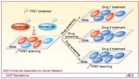 Schematic Representation Of The Application Of A Fret Biosensor For