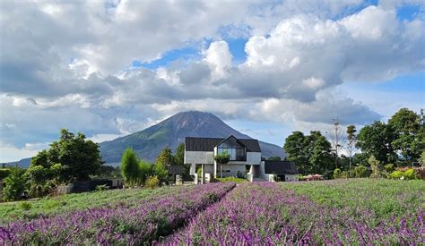 Taman Lavender Di Sarune Coffeeview Gunung Sinabung Travel Blogger Medan