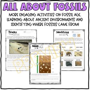 All About Fossils Made By Teachers