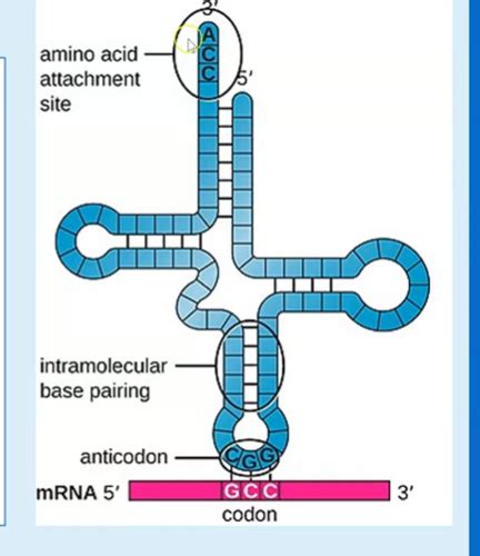 Translation And Transcription AS BIOLOGY Flashcards Quizlet