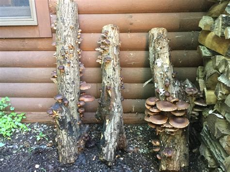 How To Grow Mushrooms Outside With The Log Inoculation Process Fungi Ally