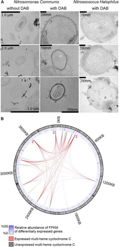 Nitrosomonas Communis
