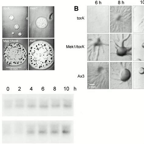 Plaque Sizes And Developmental Phenotypes Of TorA And Mek1 Mutants