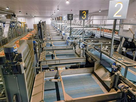 Gs Growers Advanced Optical Sorting Tong Engineering