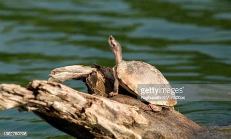 Katarniaghat Wildlife Sanctuary Photos And Premium High Res Pictures